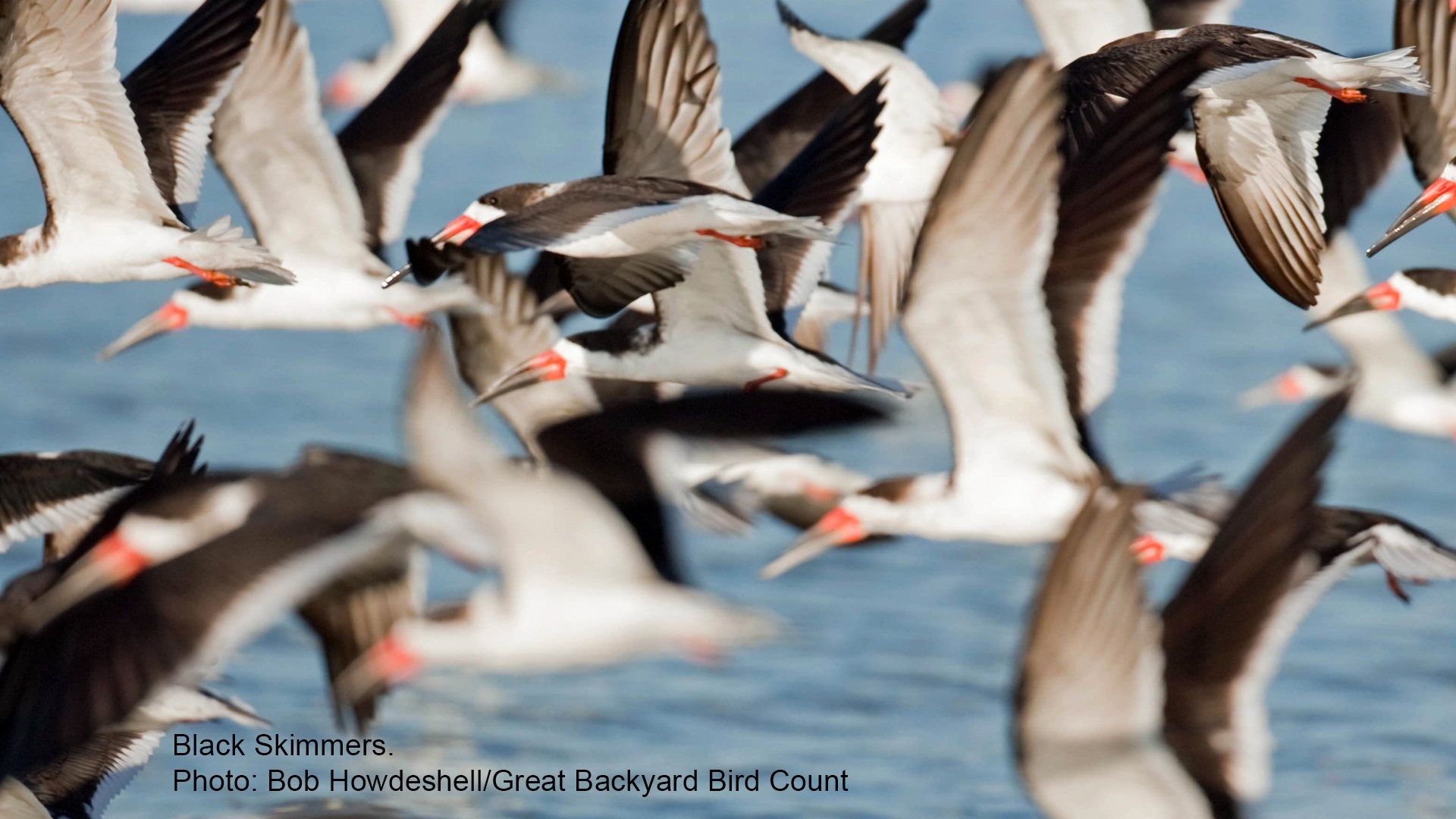 For 123 years, Audubon has been a voice for Florida’s wildlife and ...